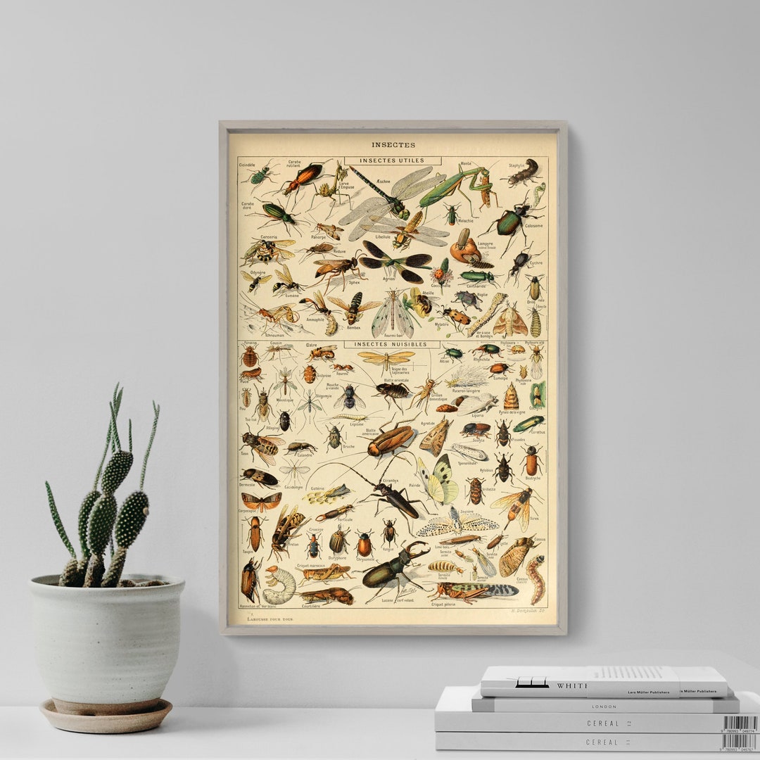 Adolphe Philippe Millot Art Print - Types of Insect Illustration ...