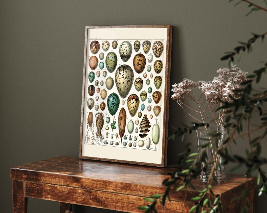 Adolphe Philippe Millot Art Print - Types of Egg Illustration - Nature ...