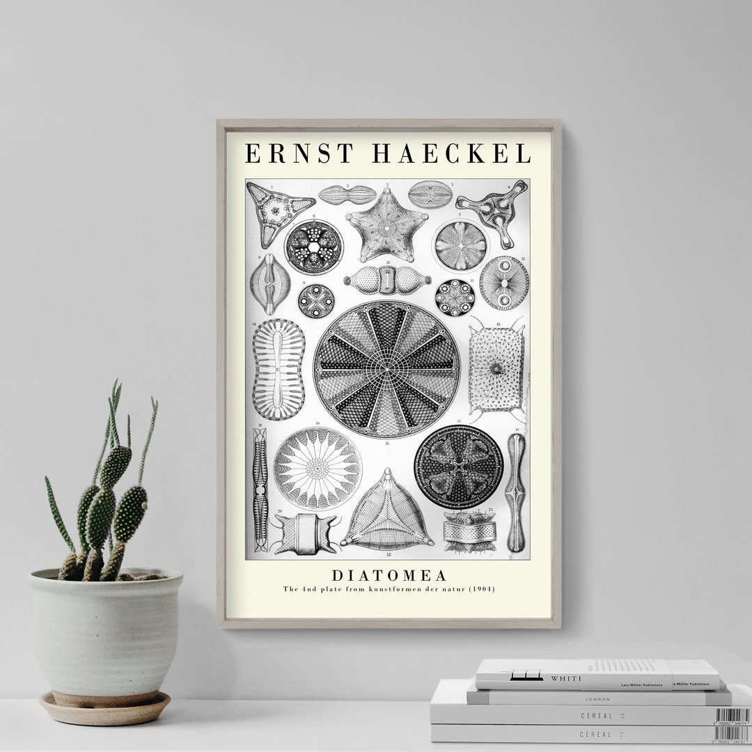Ernst Haeckel Gallery Poster - Diatomea - Plate 04 - Art Forms in ...