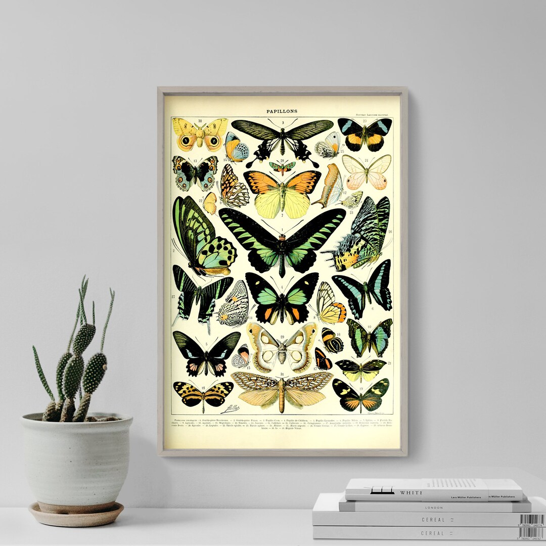 Adolphe Philippe Millot Art Print - Butterflies Illustration 4 - Nature ...