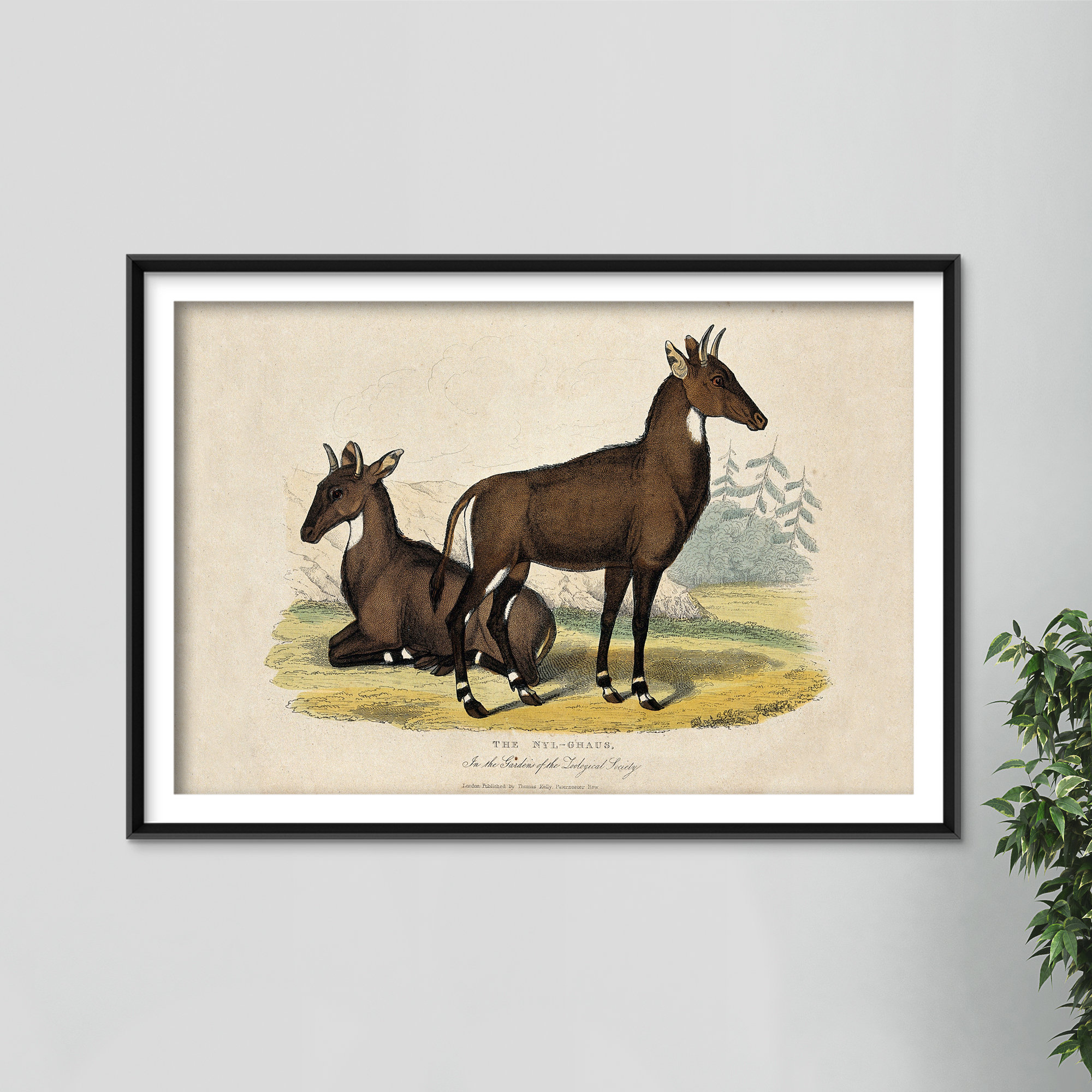 Vintage Drawing Two Nilgais / Nilgai Blue Bull 1860 - Etsy Canada