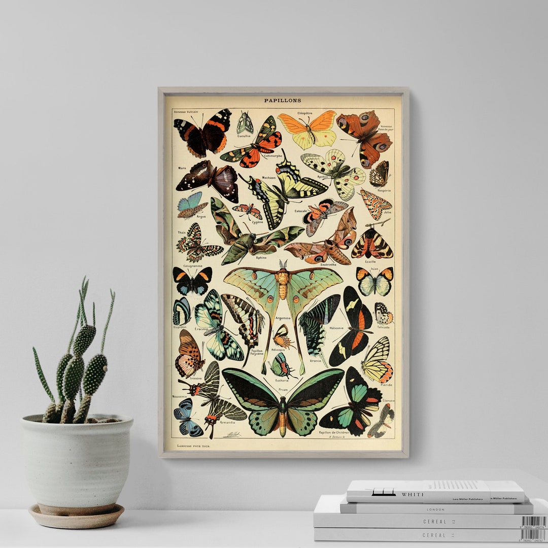 Adolphe Philippe Millot Art Print - Butterflies Illustration - Nature ...