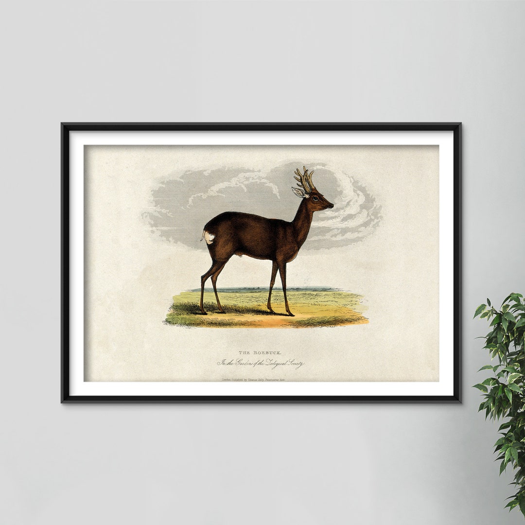 Vintage Drawing - Roebuck Deer (1860) - Drawing Illustration Old Poster ...