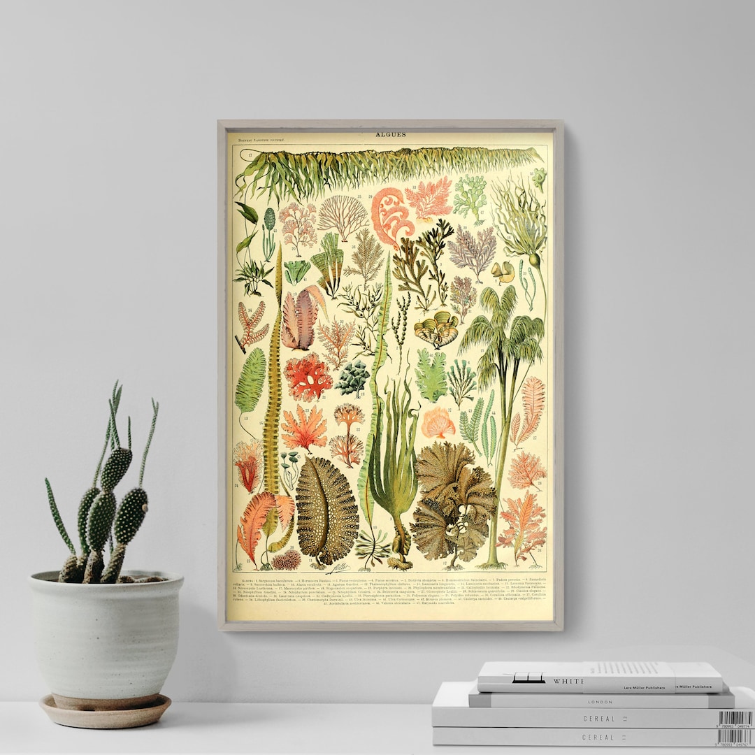 Adolphe Philippe Millot Art Print - Types of Seaweed Algae Illustration ...