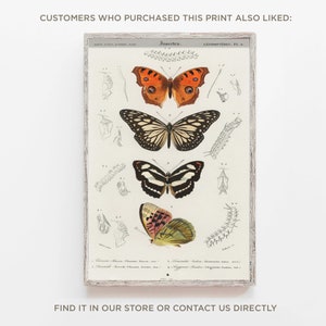 Adolphe Philippe Millot Art Print - Butterflies Illustration - Nature ...