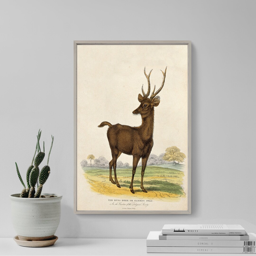 Vintage Drawing - A Rusa Deer (1860) - Drawing Illustration Old Poster ...
