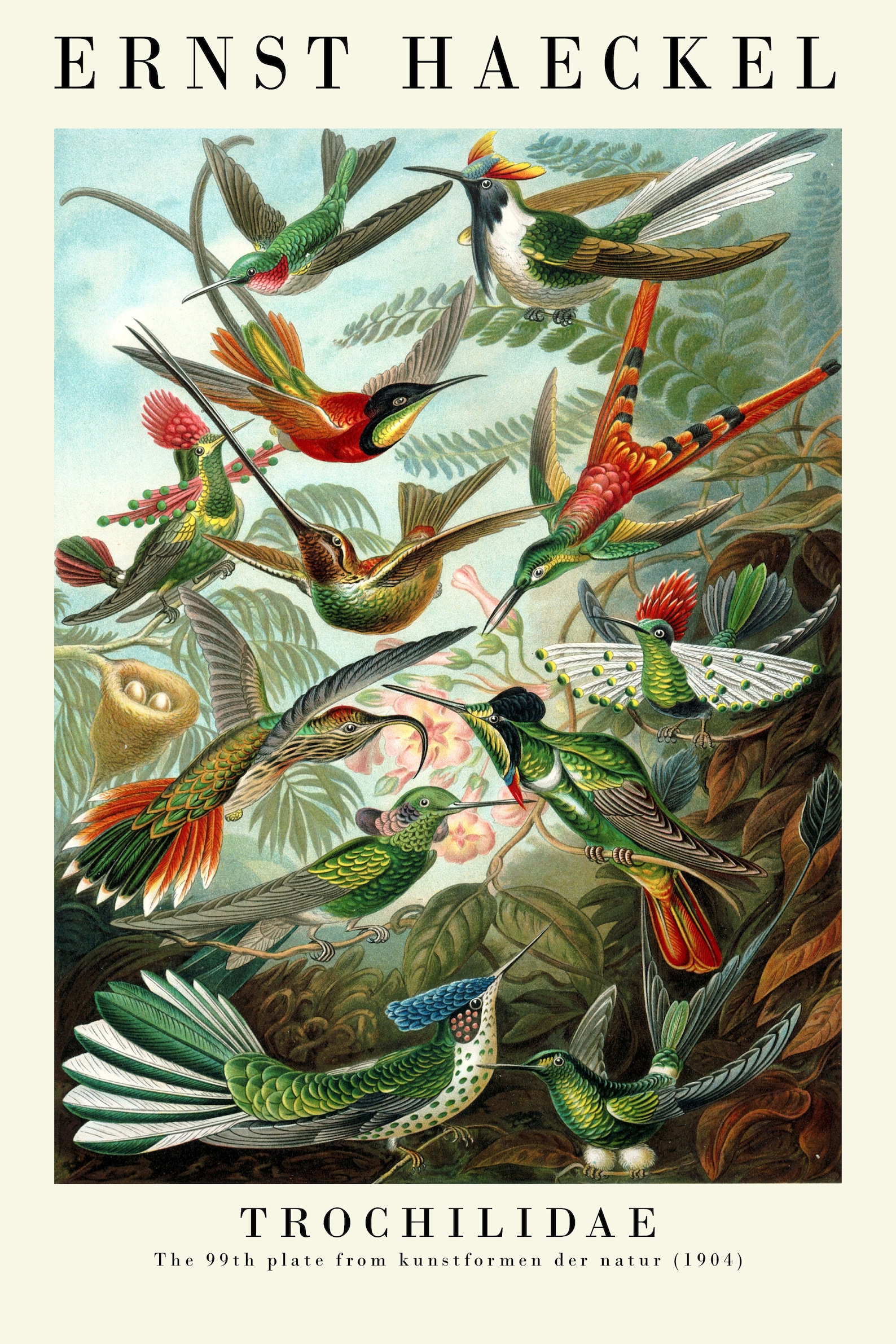 The Nature Collection Set of Three Vintage Ernst Haeckel - Etsy