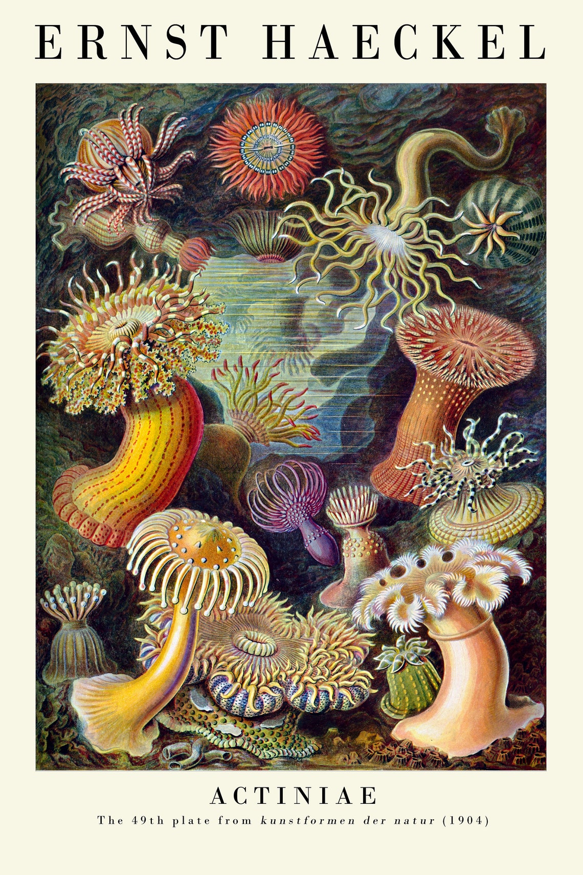 Set of Three Vintage Ernst Haeckel Botanical Prints 3 - Etsy UK