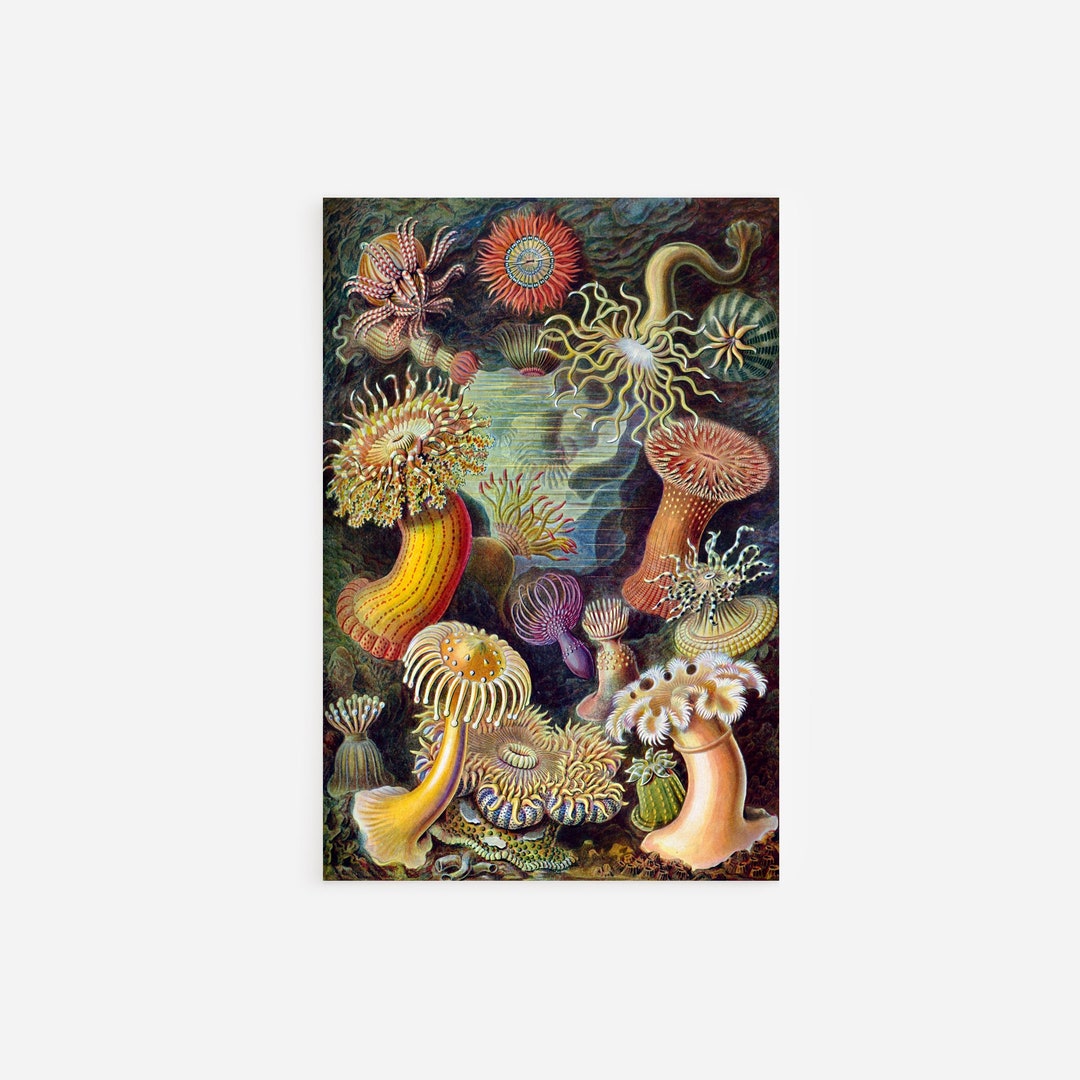 Ernst Haeckel Actiniae From 49th Plate of Plate of Art Forms in Nature ...