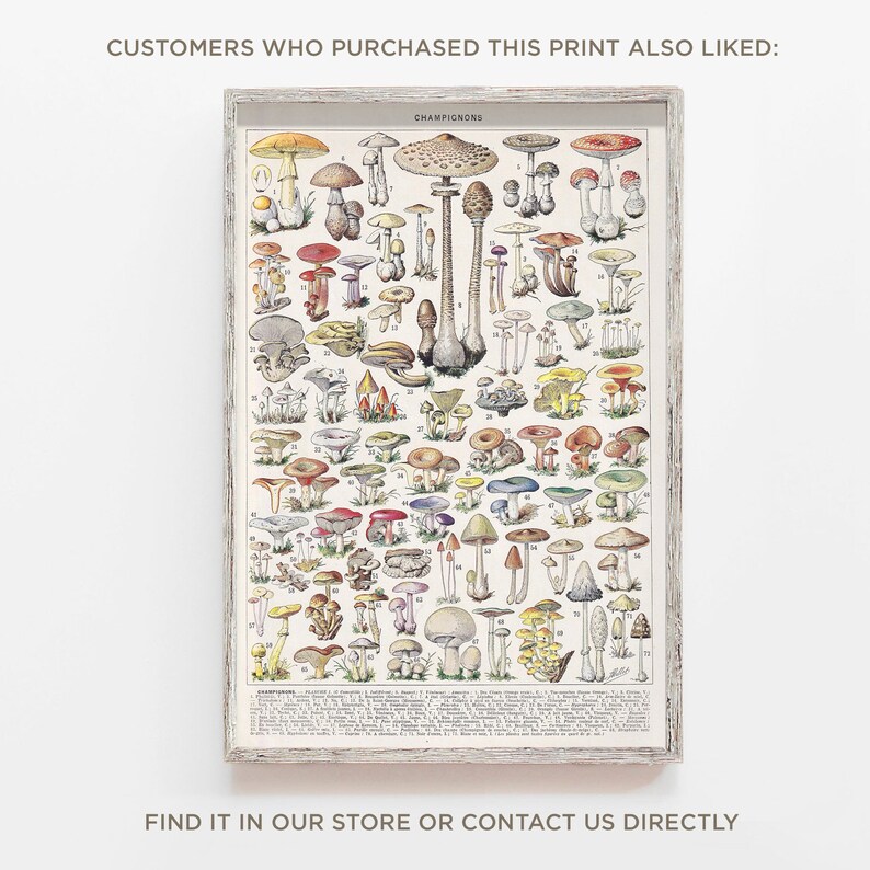 Adolphe Philippe Millot Art Print Butterflies Illustration - Etsy