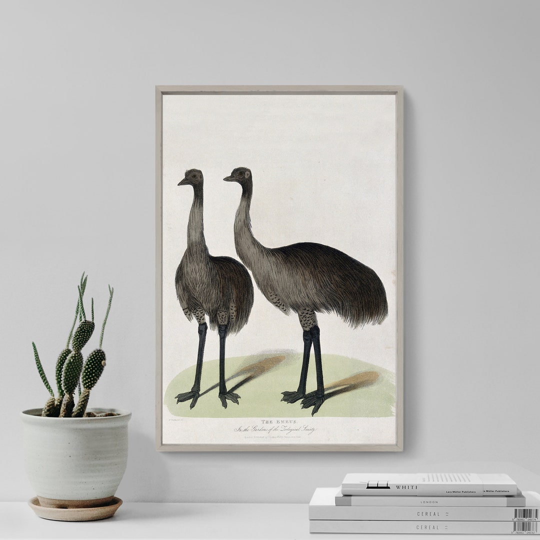 Vintage Drawing - Two Emus (1860) - Drawing Illustration Old Poster Art ...