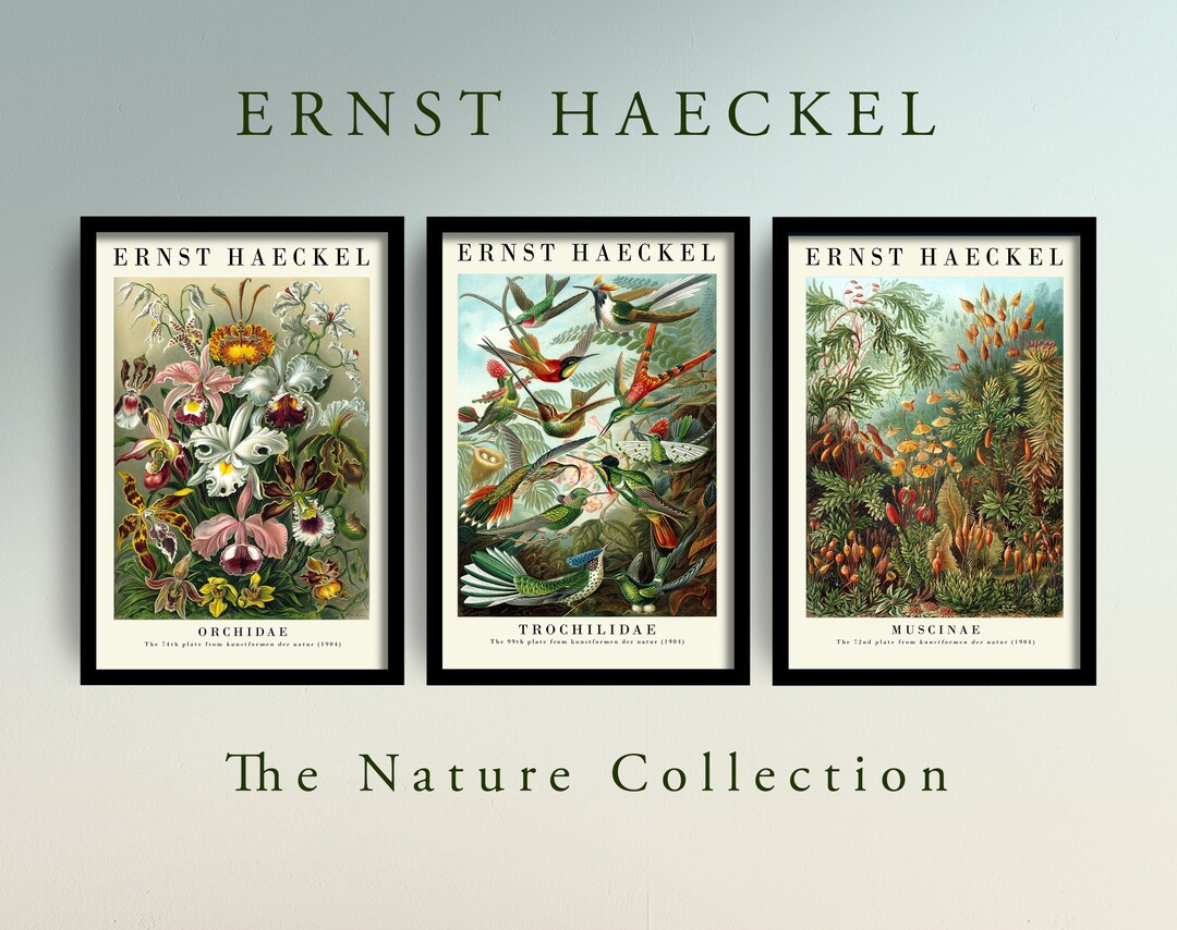 The Nature Collection - Set of Three Vintage Ernst Haeckel Botanical ...