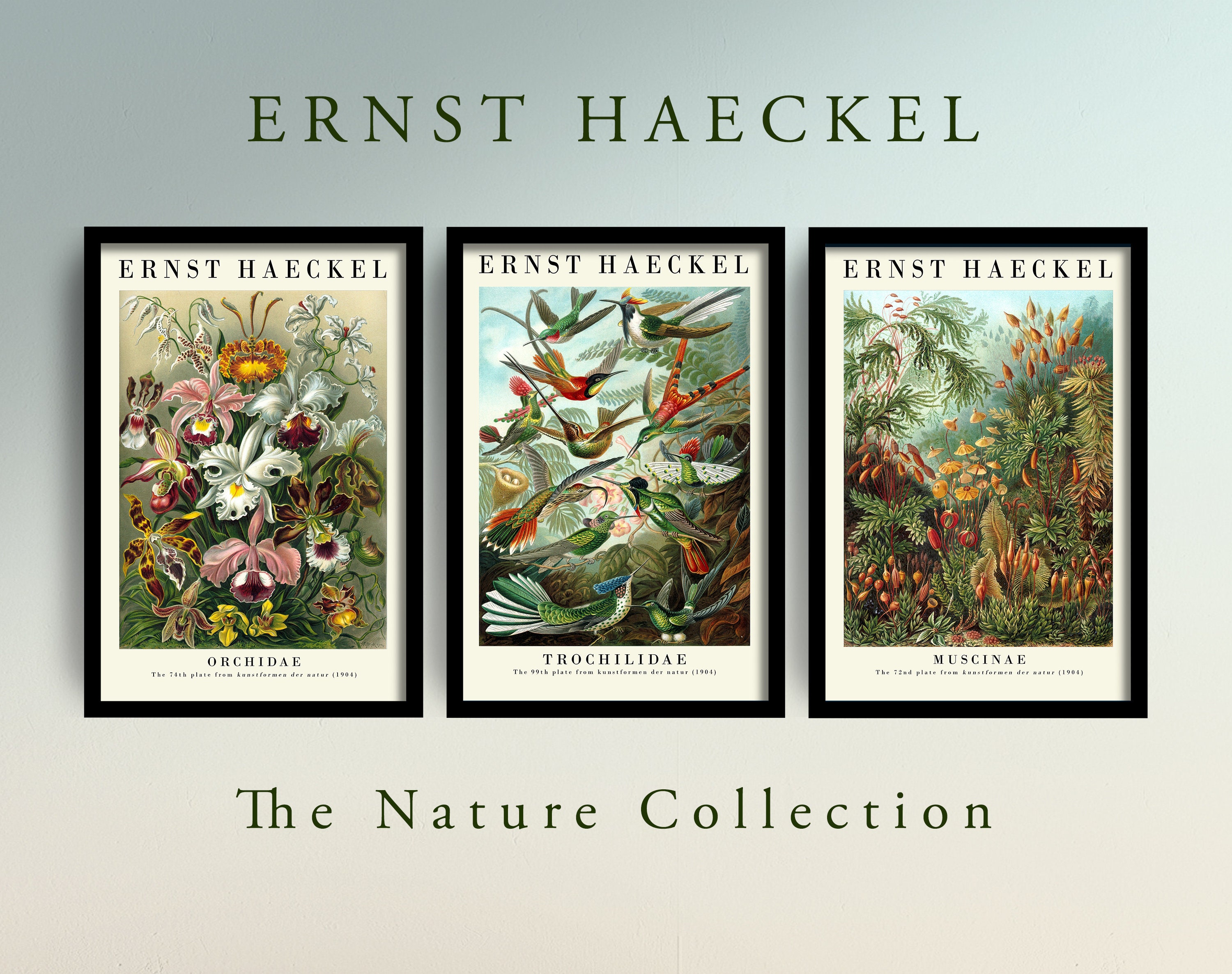 The Nature Collection Set of Three Vintage Ernst Haeckel | Etsy UK