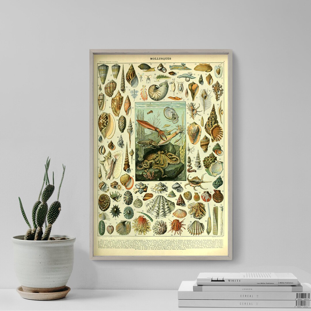 Adolphe Philippe Millot Art Print - Types of Molluscs Illustration ...