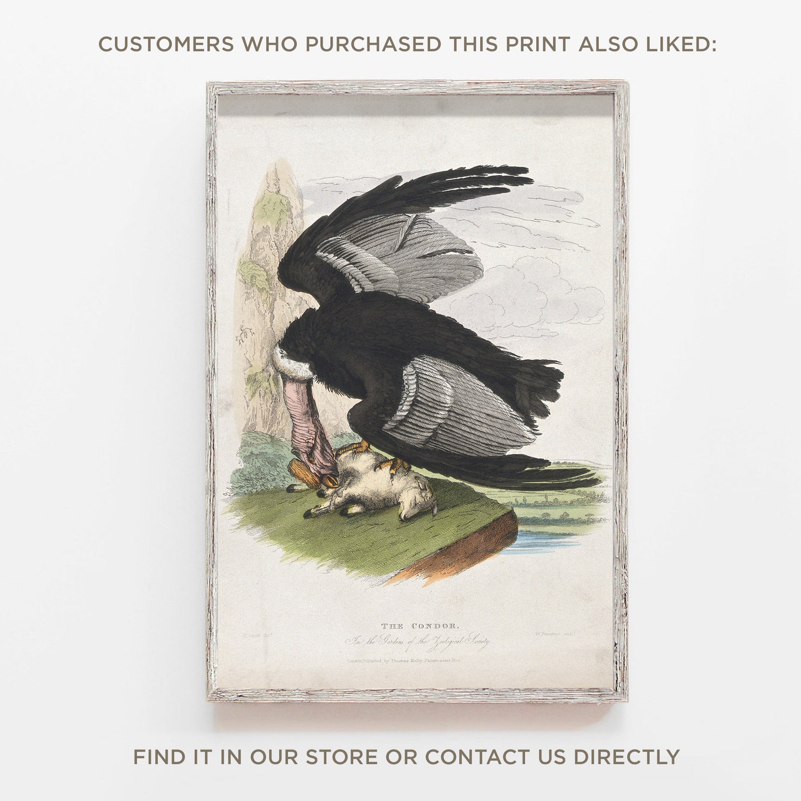 Vintage Drawing Two Nilgais / Nilgai Blue Bull 1860 - Etsy Canada