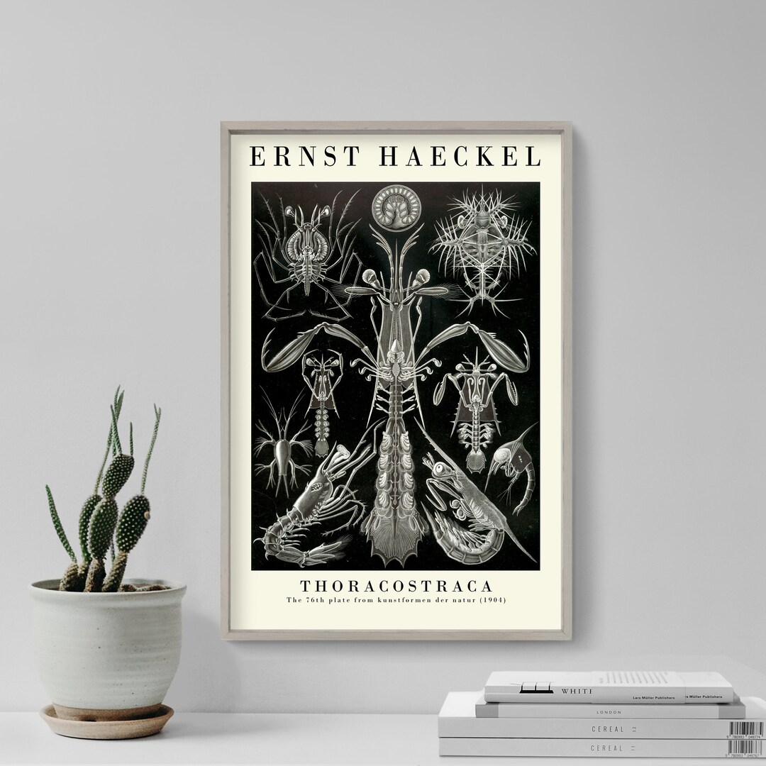 Ernst Haeckel Gallery Poster - Thoracostraca - Plate 76 - Art Forms in ...
