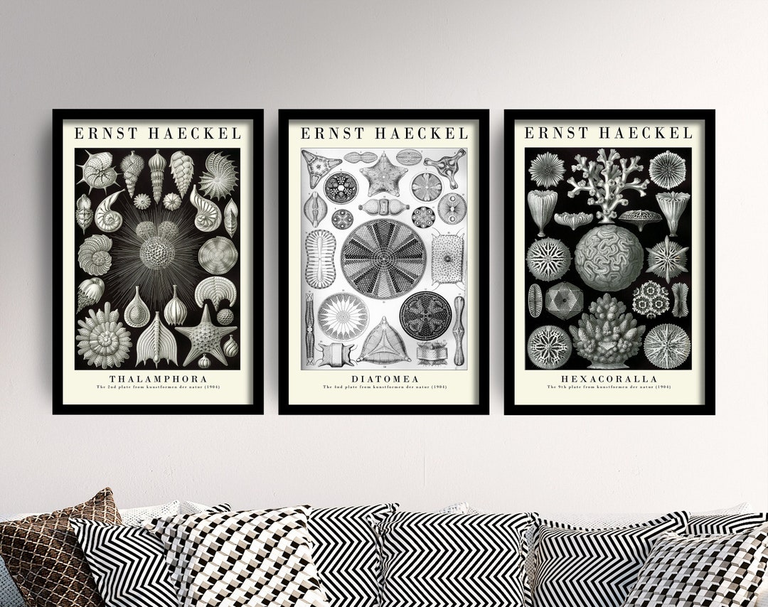 Ernst Haeckel Geometric Prints - the Echinoderms Collection - Set of ...