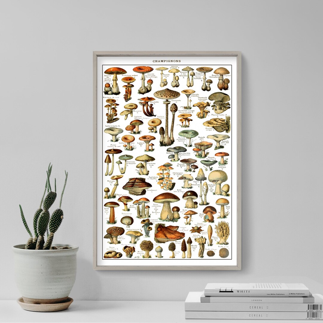 Adolphe Philippe Millot Art Print - Types of Mushrooms Illustration ...