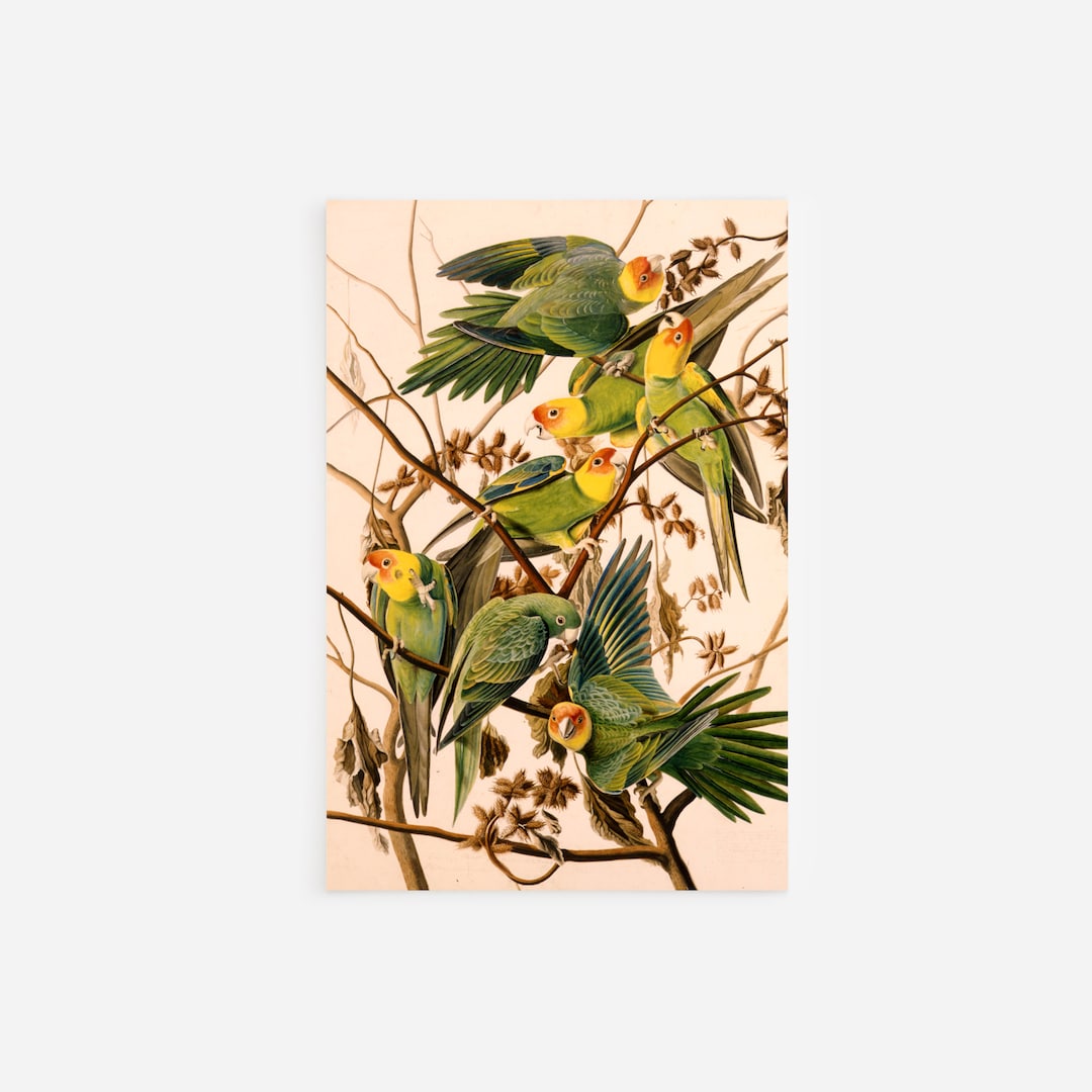 John James Audubon - Carolina Parakeets (1825) - Classic Painting Photo ...