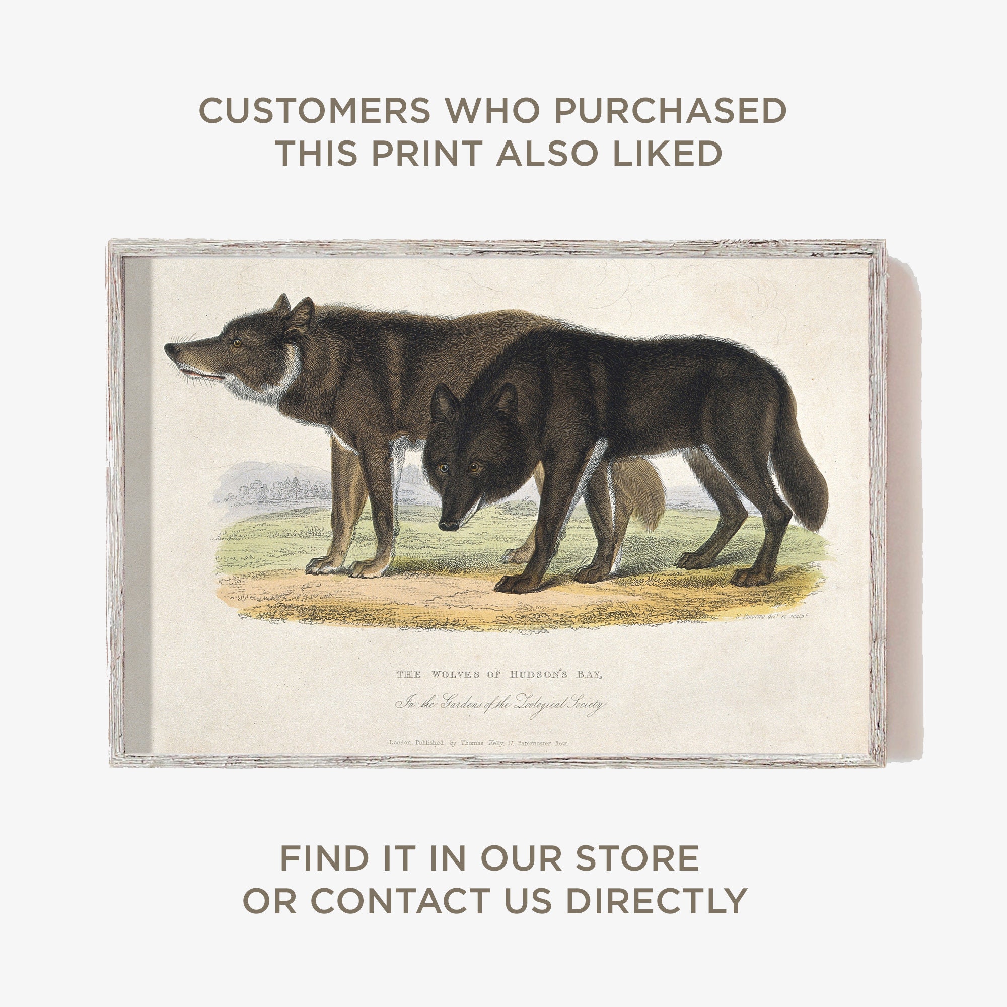 Vintage Drawing Two Nilgais / Nilgai Blue Bull 1860 - Etsy Canada