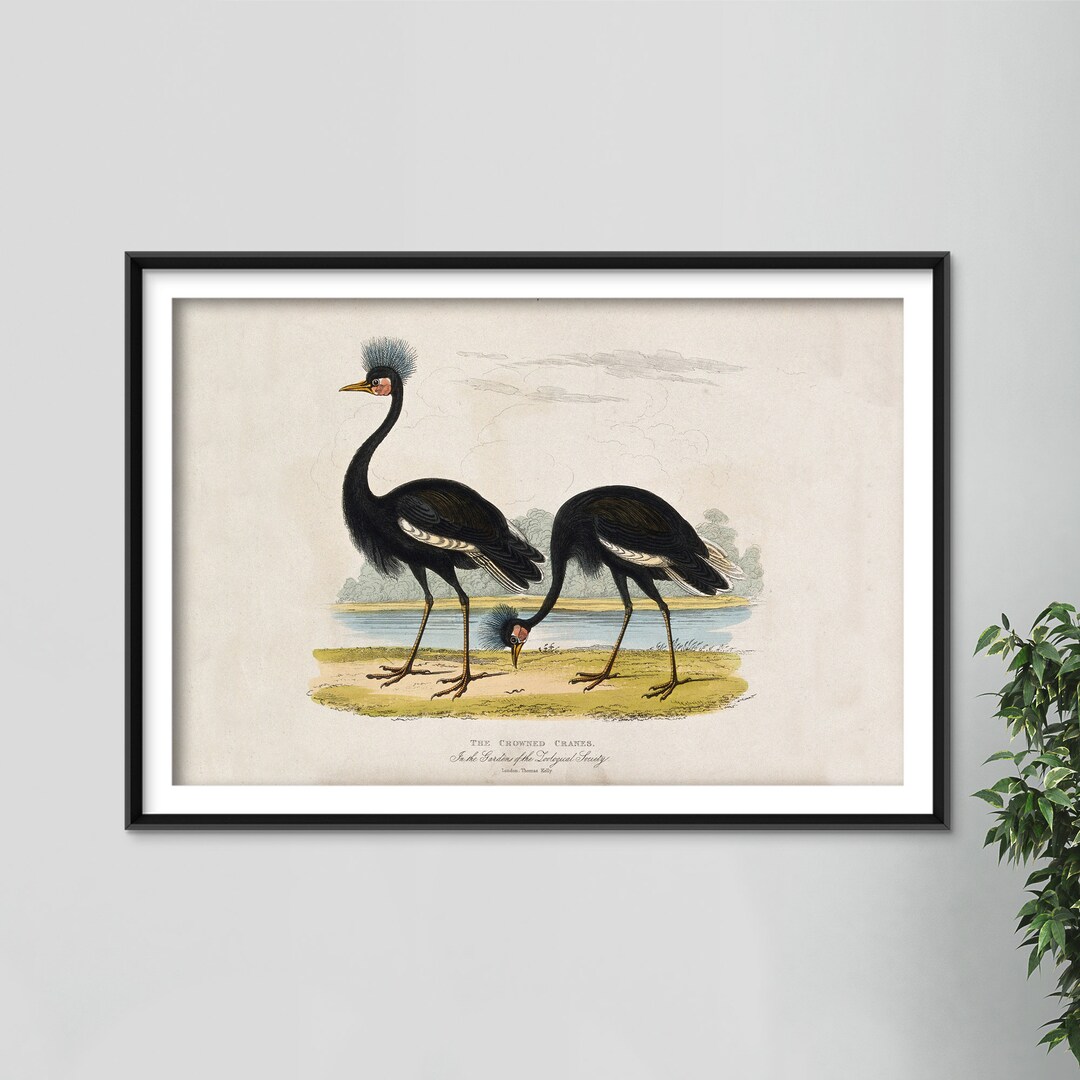 Vintage Drawing - Two Crowned Cranes (1860) - Drawing Illustration Old ...