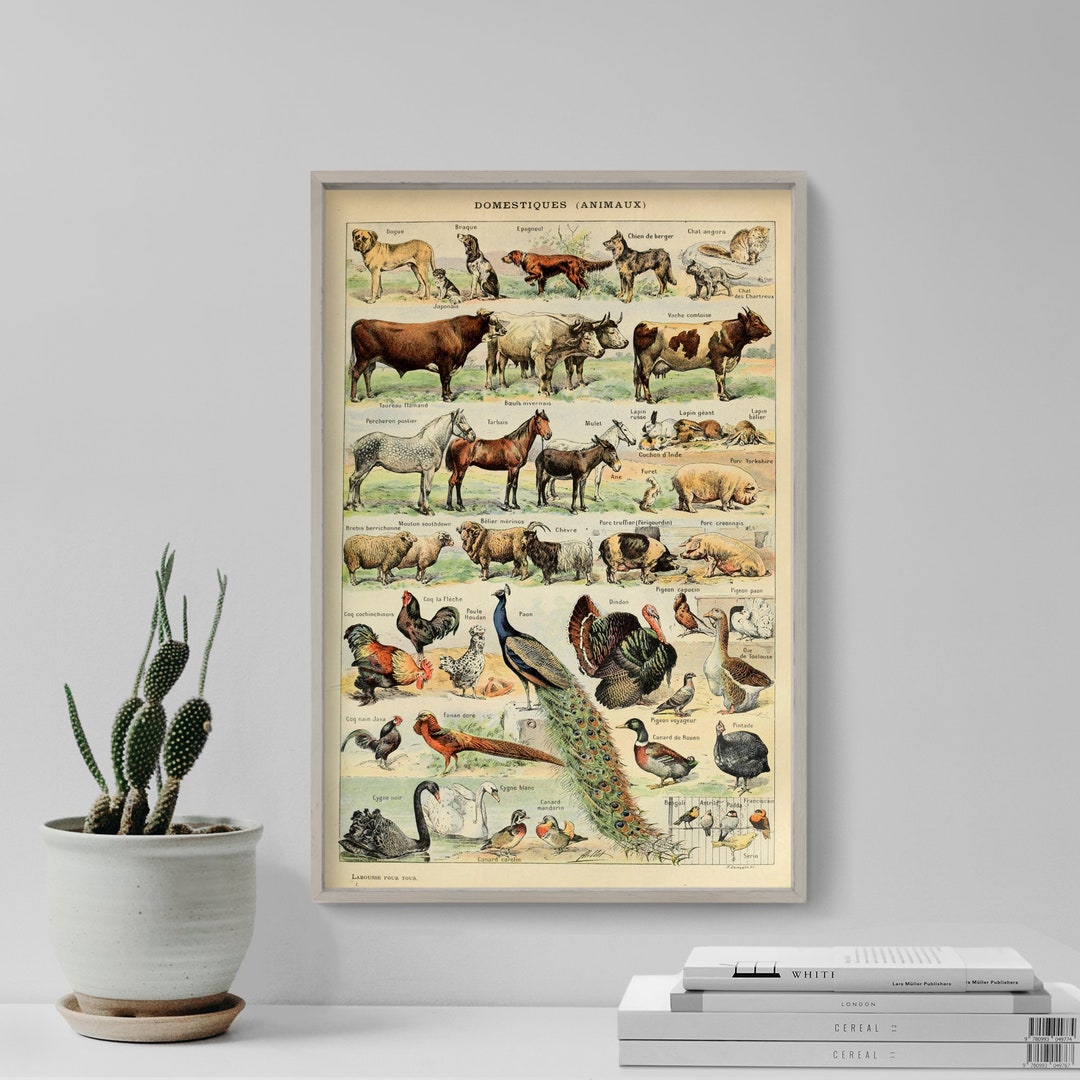 Adolphe Philippe Millot Art Print - Domesticated Animals Illustration ...