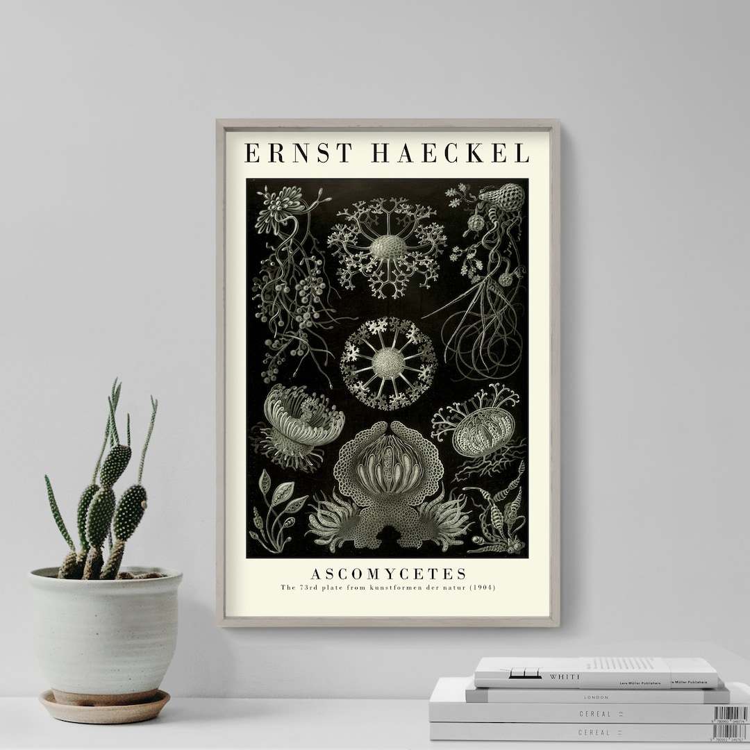 Ernst Haeckel Gallery Poster - Ascomycetes - Plate 73 - Art Forms in ...