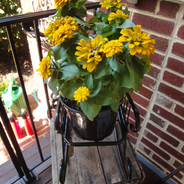 Iron Plant Stands - Etsy