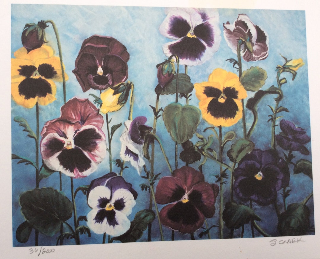 Pansy Faces - Etsy