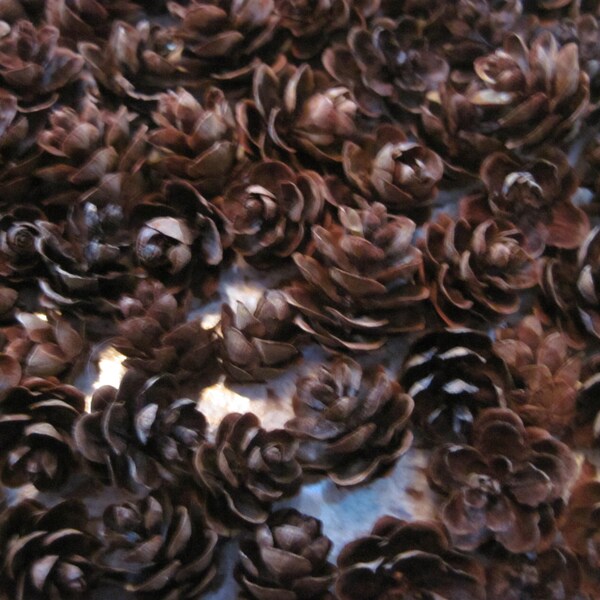 Natural Pine Cones - Etsy