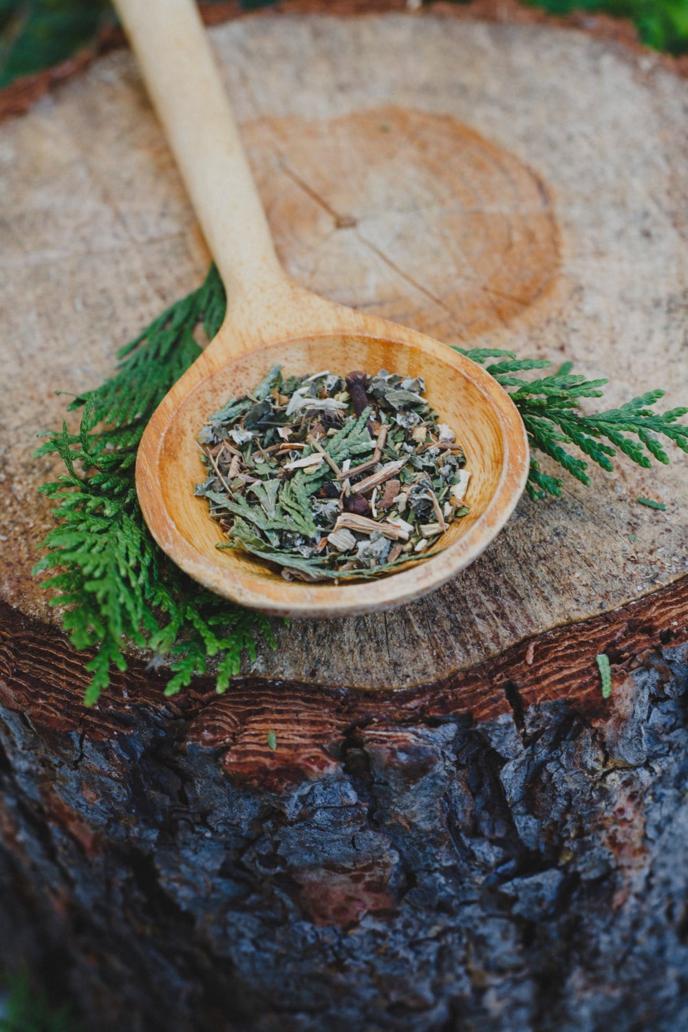 Wildwood Cedar Tea | ORGANIC | PNW Gift Herbal | Winterwoods Tea ...