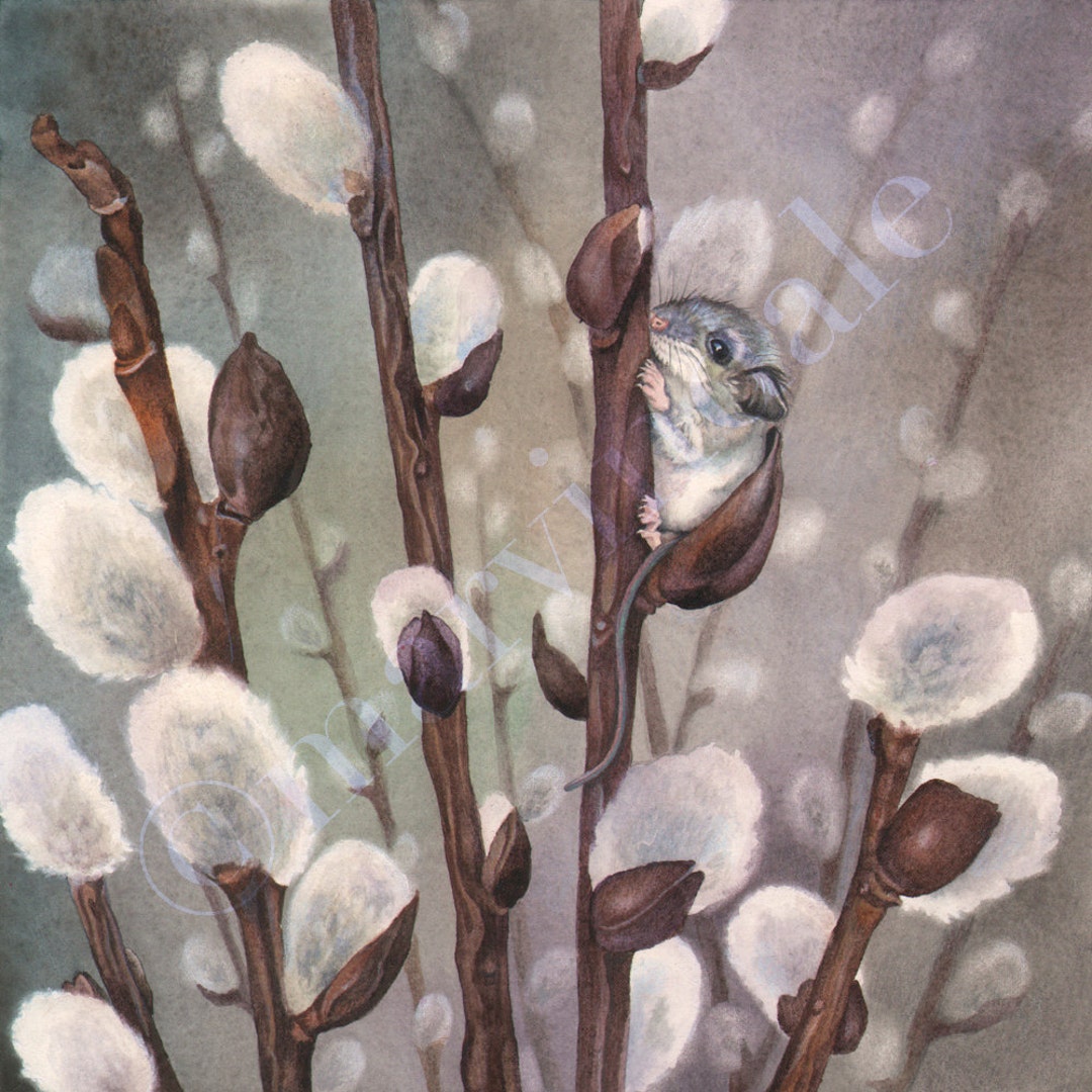 Mousy-willow (framed Art Print From Watercolour of Mouse in Pussy ...
