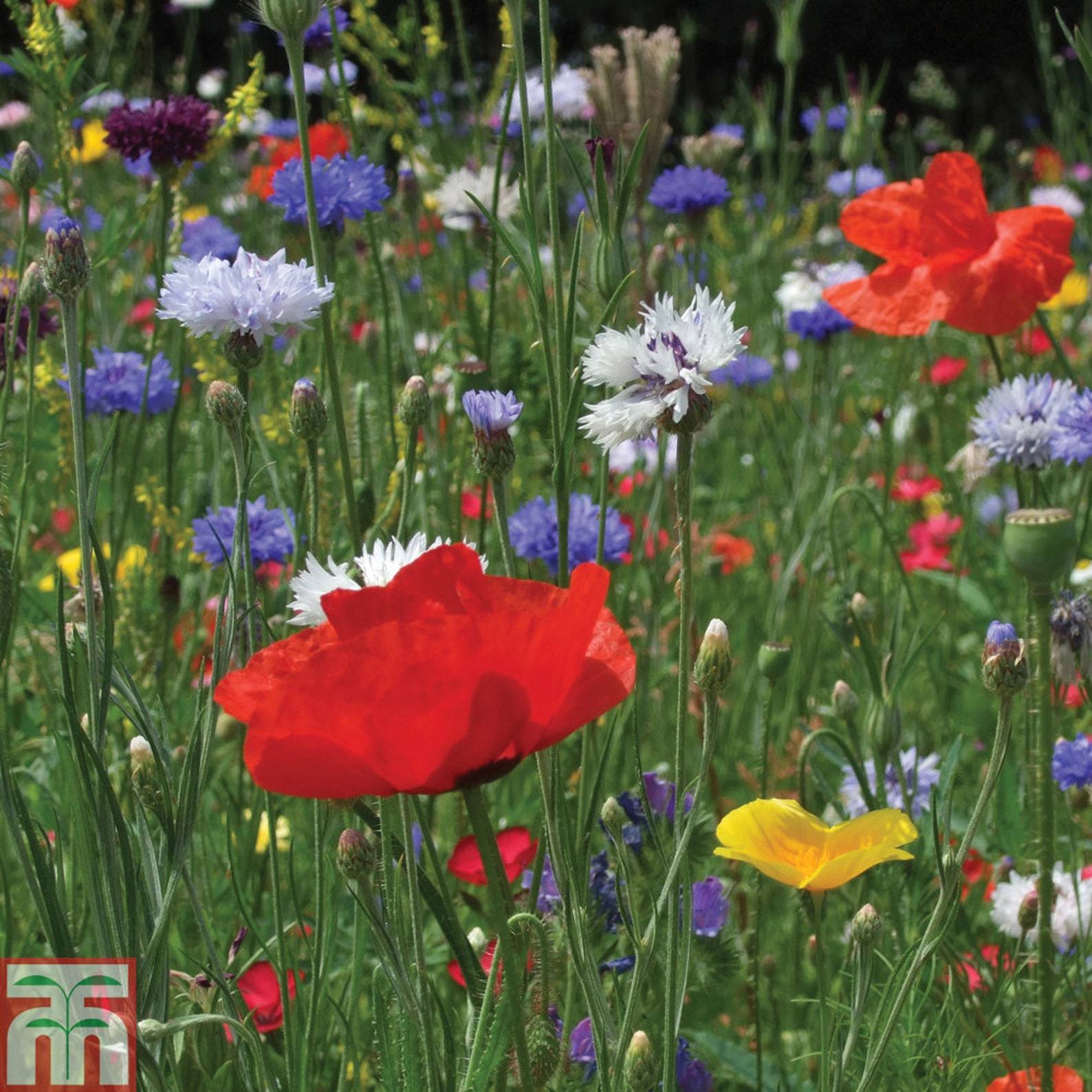 10 Wildflower Meadow Seed Packet Wedding Favours - Etsy UK
