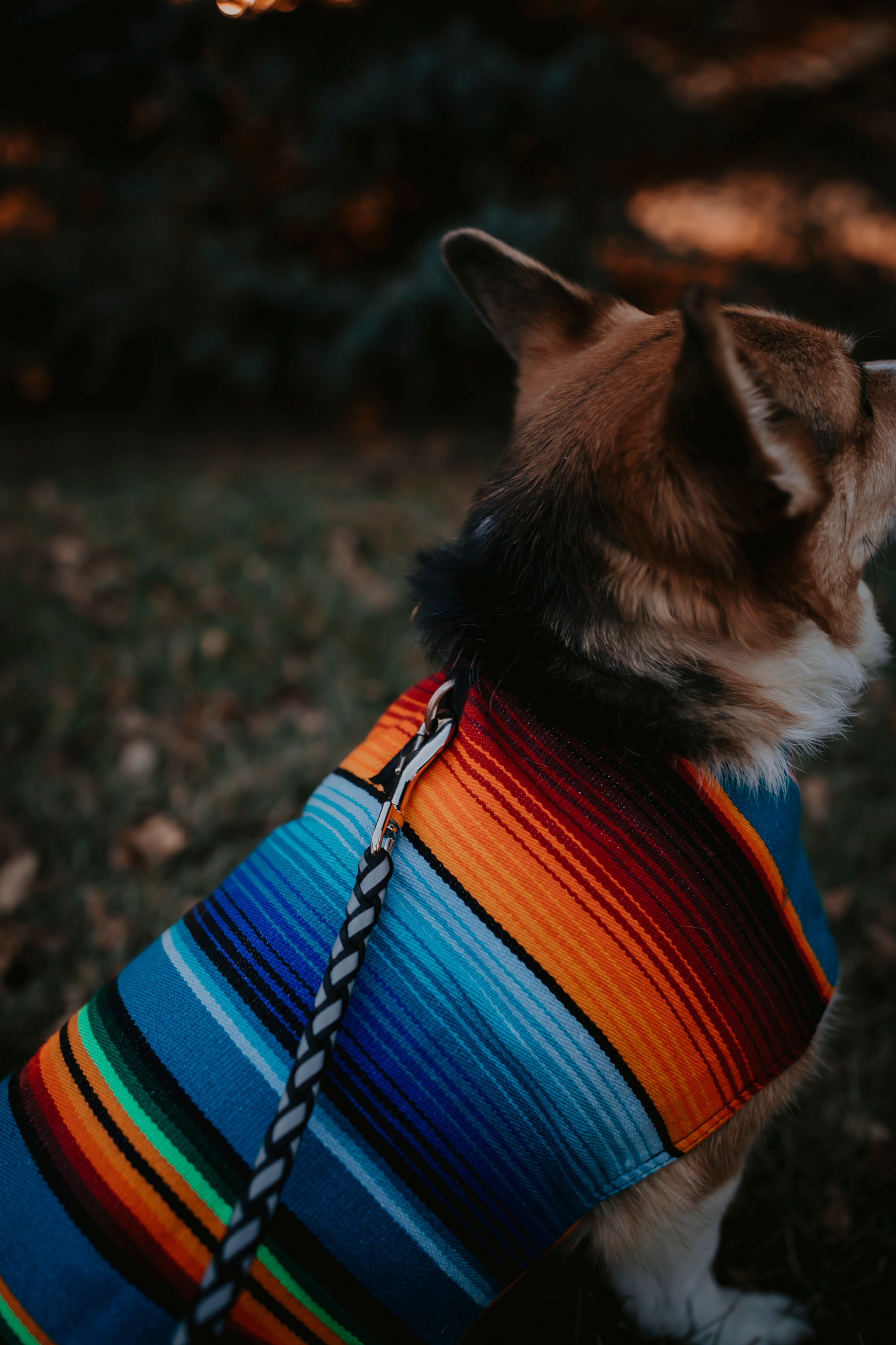 Serape Dog Poncho - Etsy