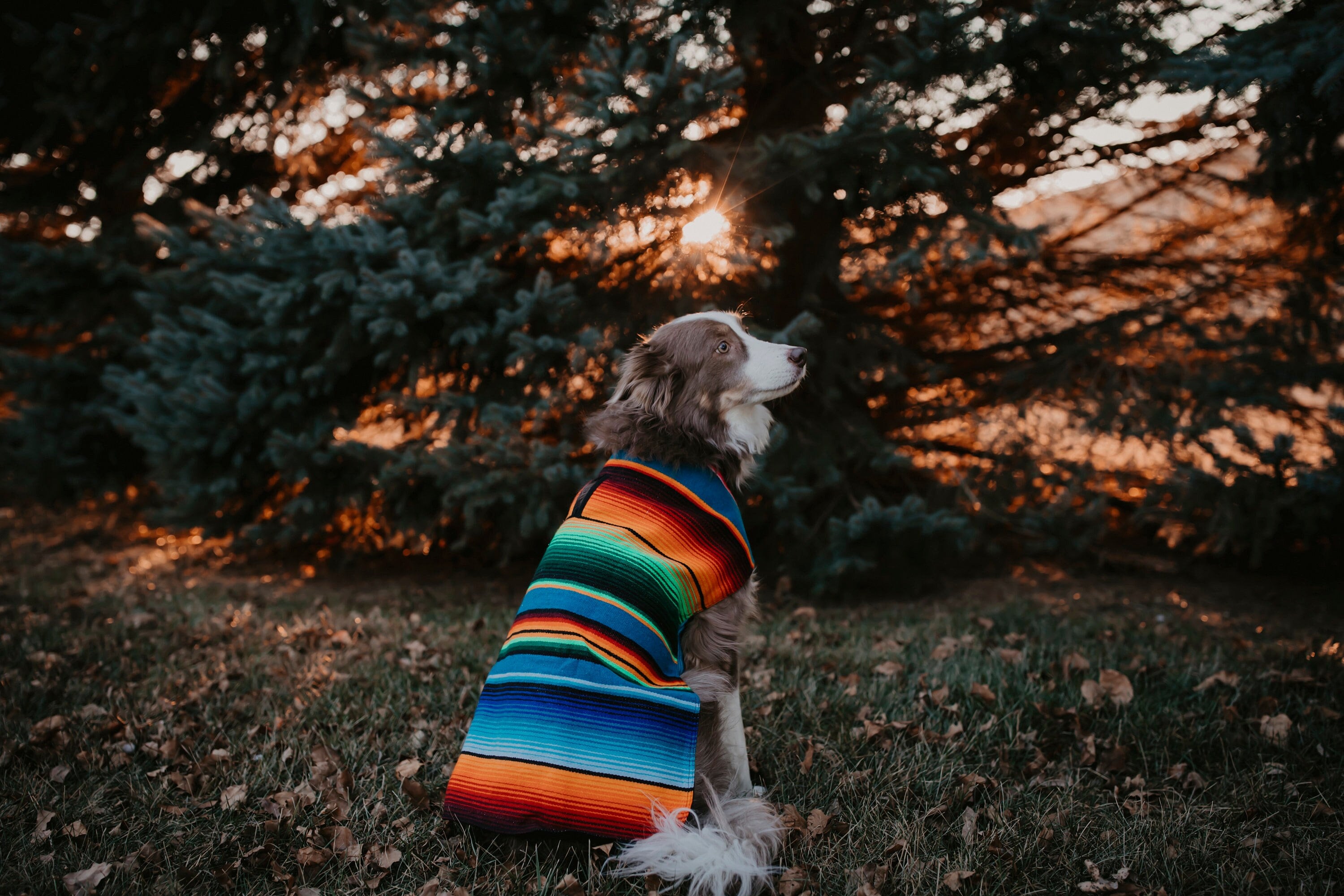 Serape Dog Poncho - Etsy
