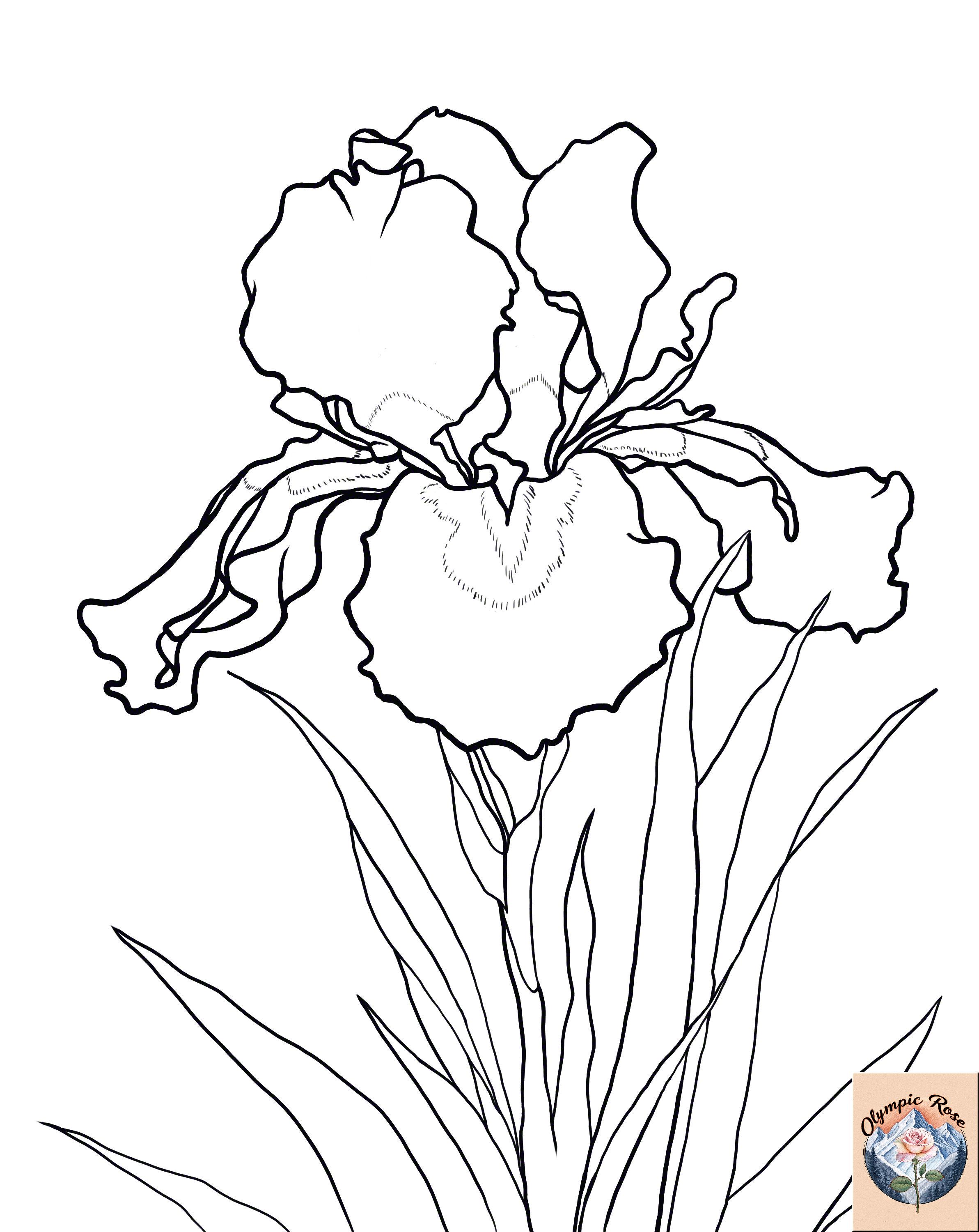 Iris Coloring Page, Iris Flower Design, Iris Printable Art, Iris ...