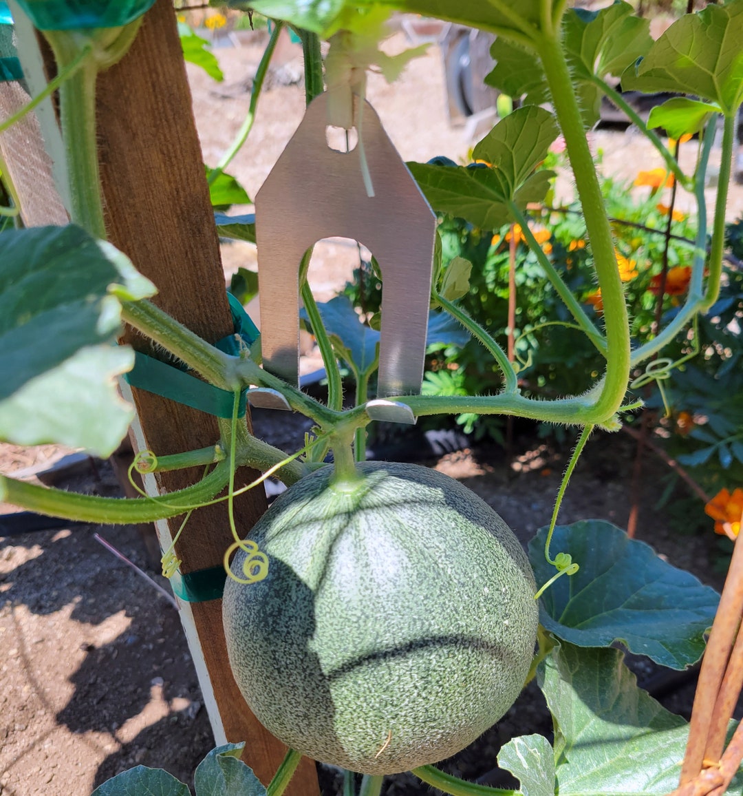 Melon, Squash, Pumpkin Vine Crop Support Hanger for Vertical Growing 16 ...