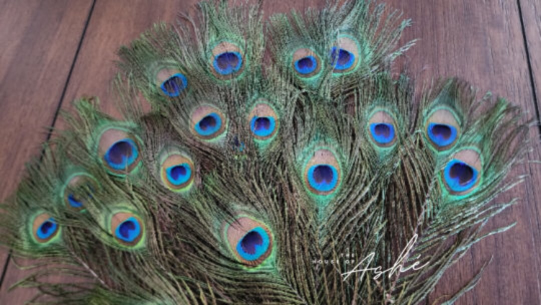 3 Peacock Feathers Oshun Yemaya Offering Orisha Tools Osun, Ochun, Oxum ...