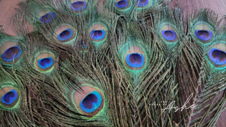 3 Peacock Feathers Oshun Yemaya Offering Orisha Tools Osun, Ochun, Oxum ...