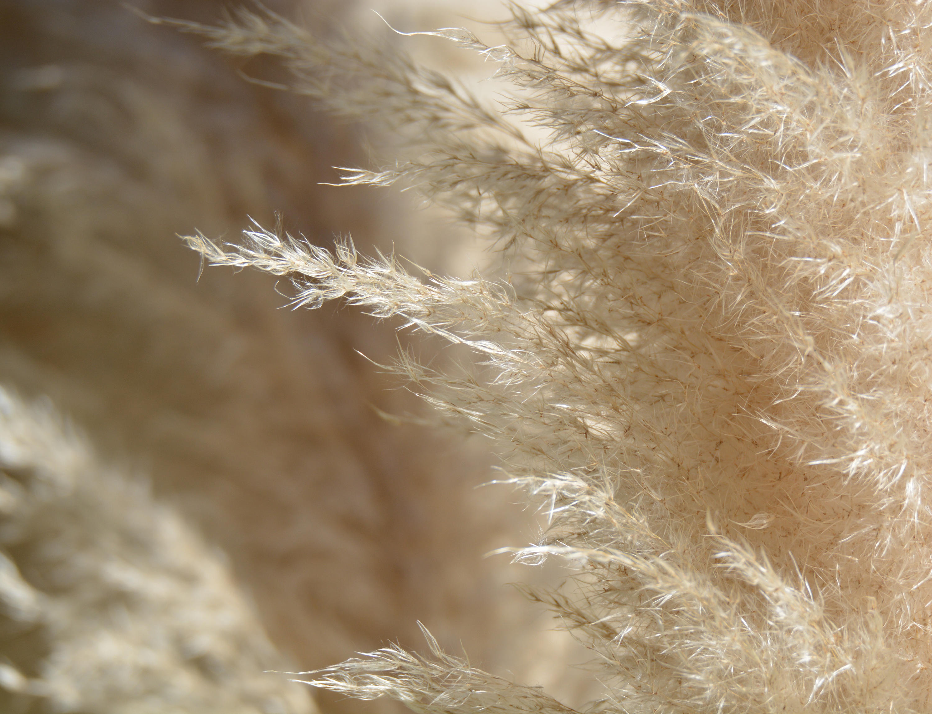 Pampas Grass Photo - Etsy