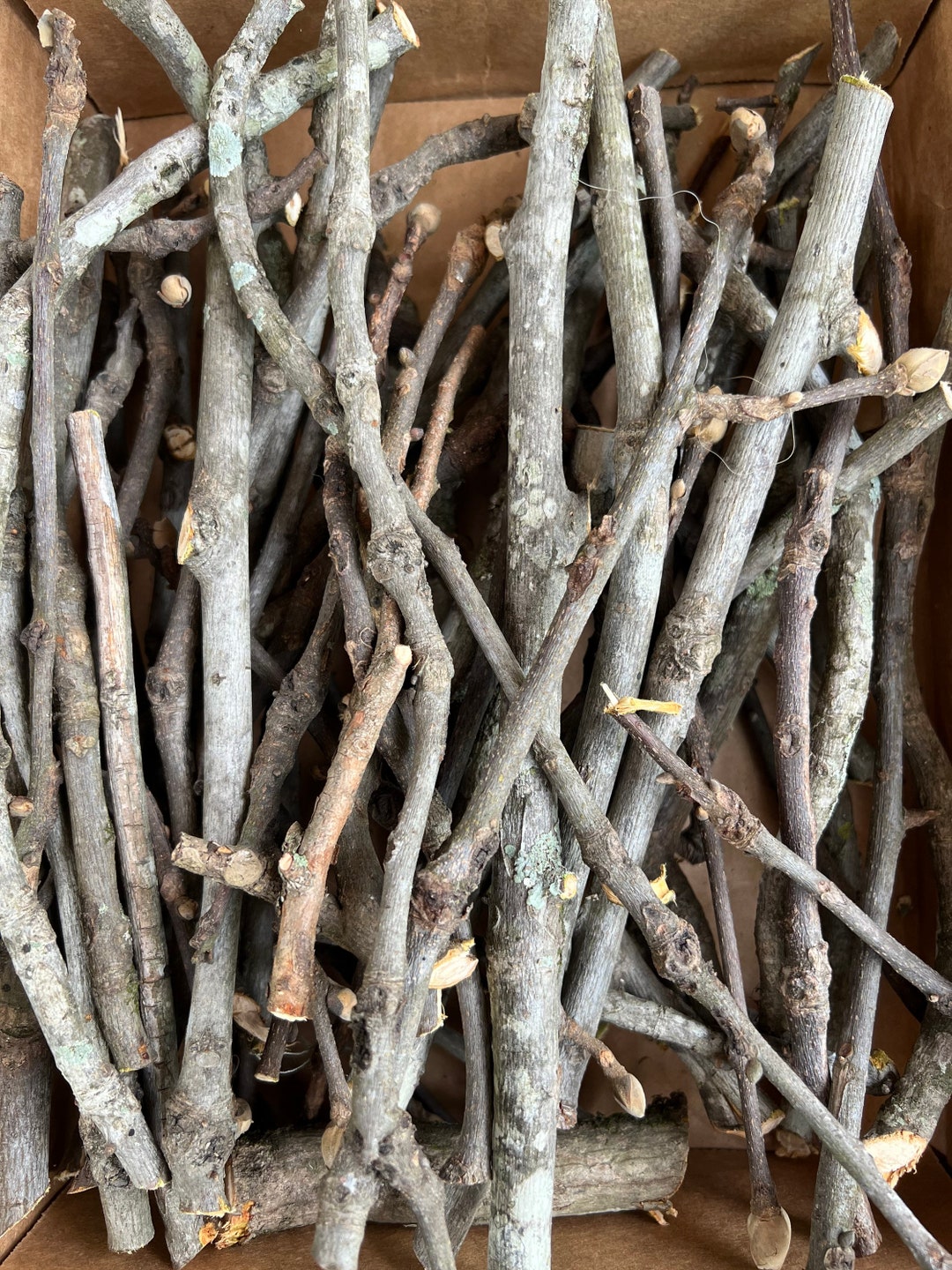 Craft Tree Sticks Limbs Branches Fairy House Diorama Mixed Sizes Lot of ...