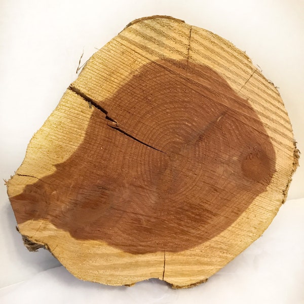 Tree Slice - Etsy