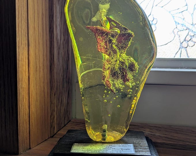 Mi Go Larva in Amber (humid Variant) - Etsy