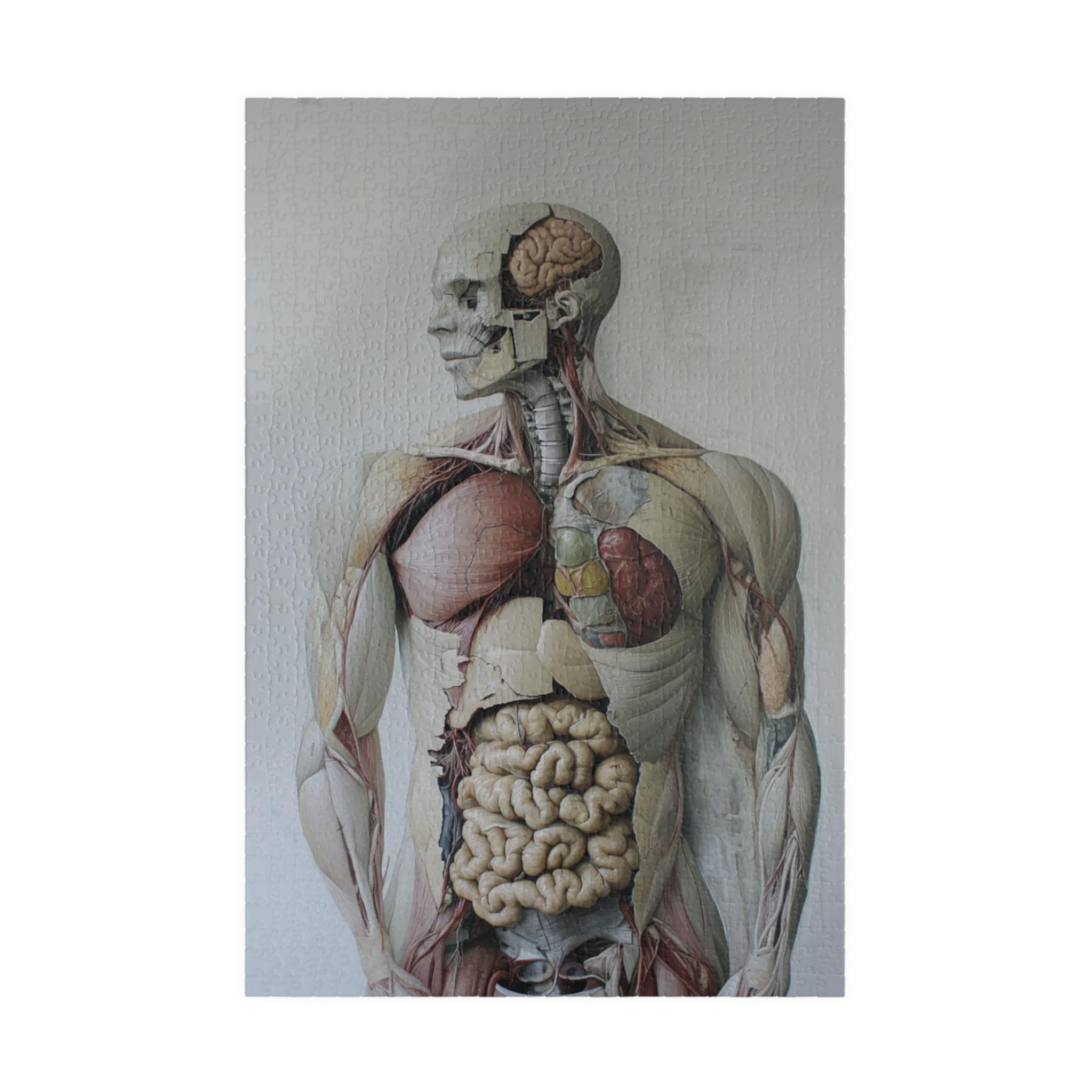 Intestine Anatomy Puzzle 110, 252, 520, 1014-piece - Etsy