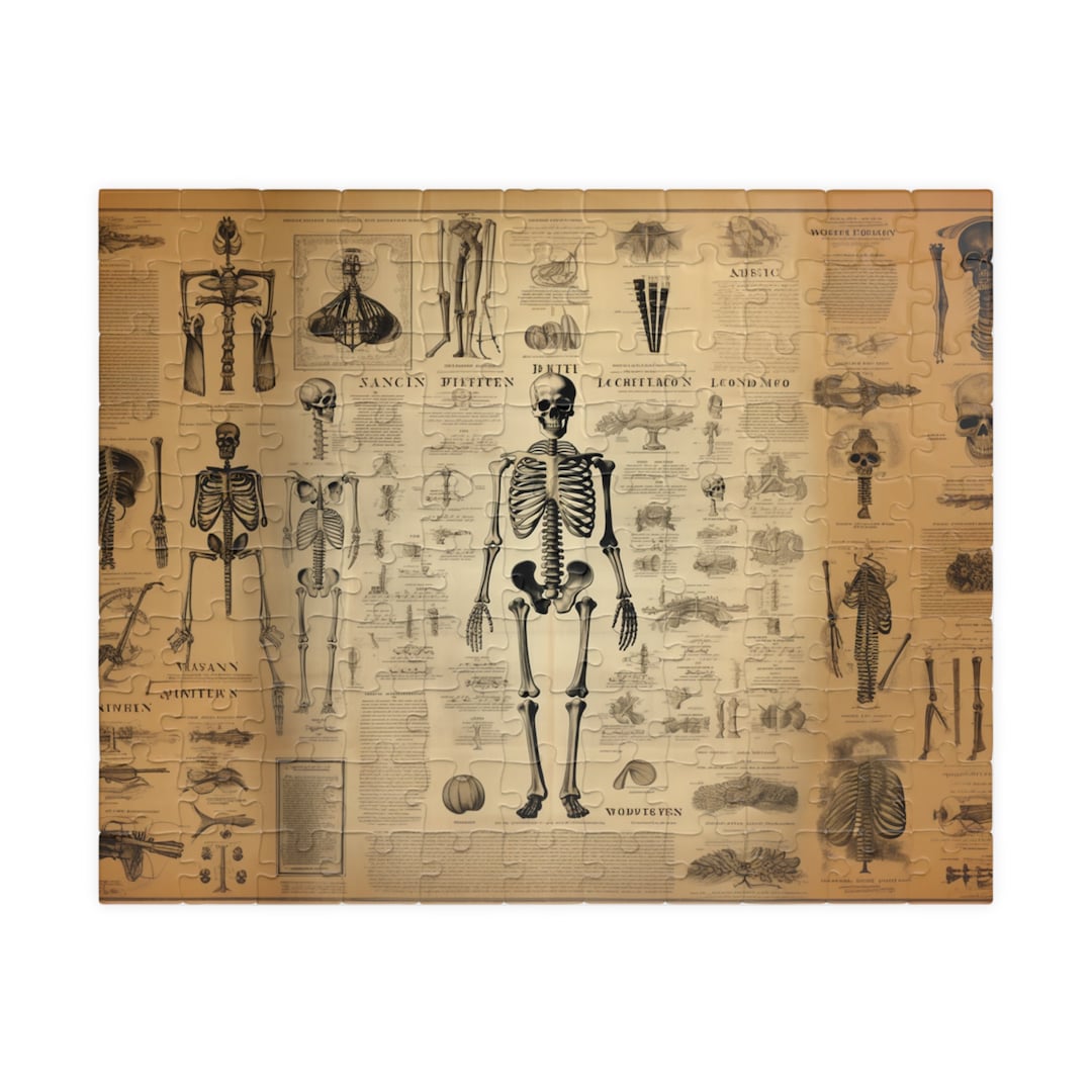 Skeleton Anatomy Puzzle (110, 252, 520, 1014-piece), Medical, Jigsaw ...