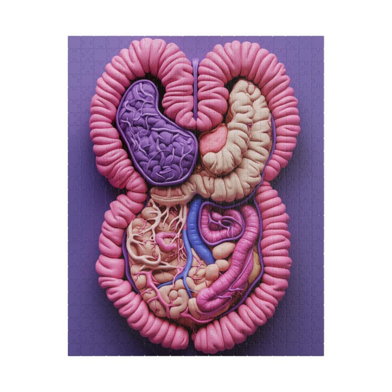 Digestive System Anatomy Puzzle: Pink Purple Laminated Finish - Etsy