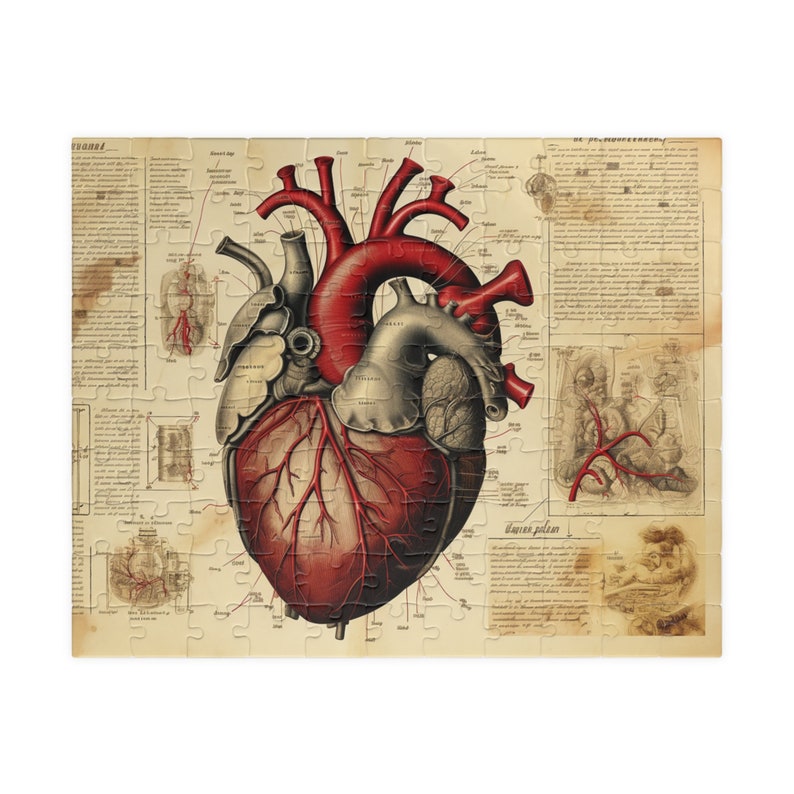 Heart Anatomy Puzzle 110, 252, 520, 1014-piece Medical, Cardiology ...