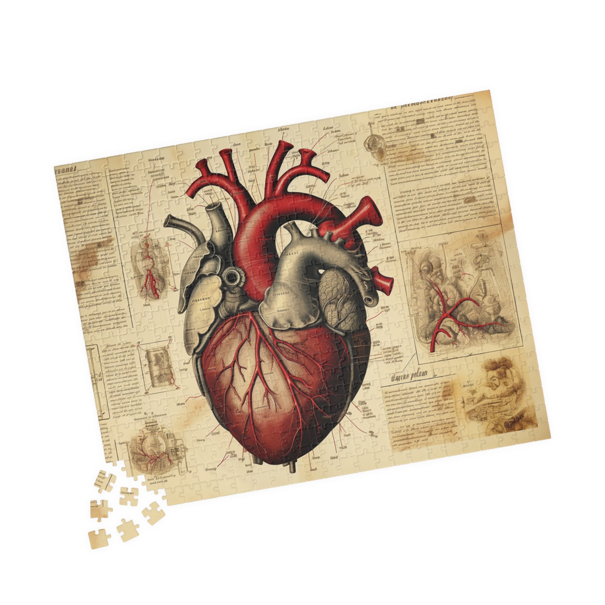 Heart Anatomy Puzzle 110, 252, 520, 1014-piece Medical, Cardiology ...