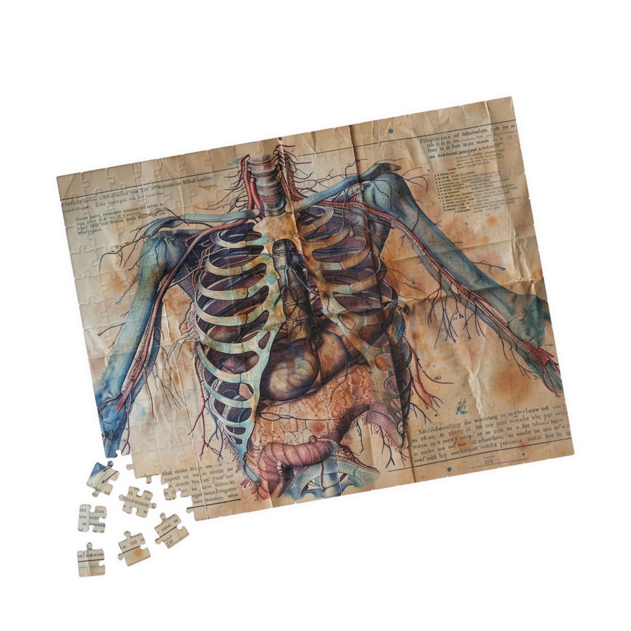 ON SALE Human Chest Anatomy Puzzle (110 252 520 1014-piece) Jigsaw ...