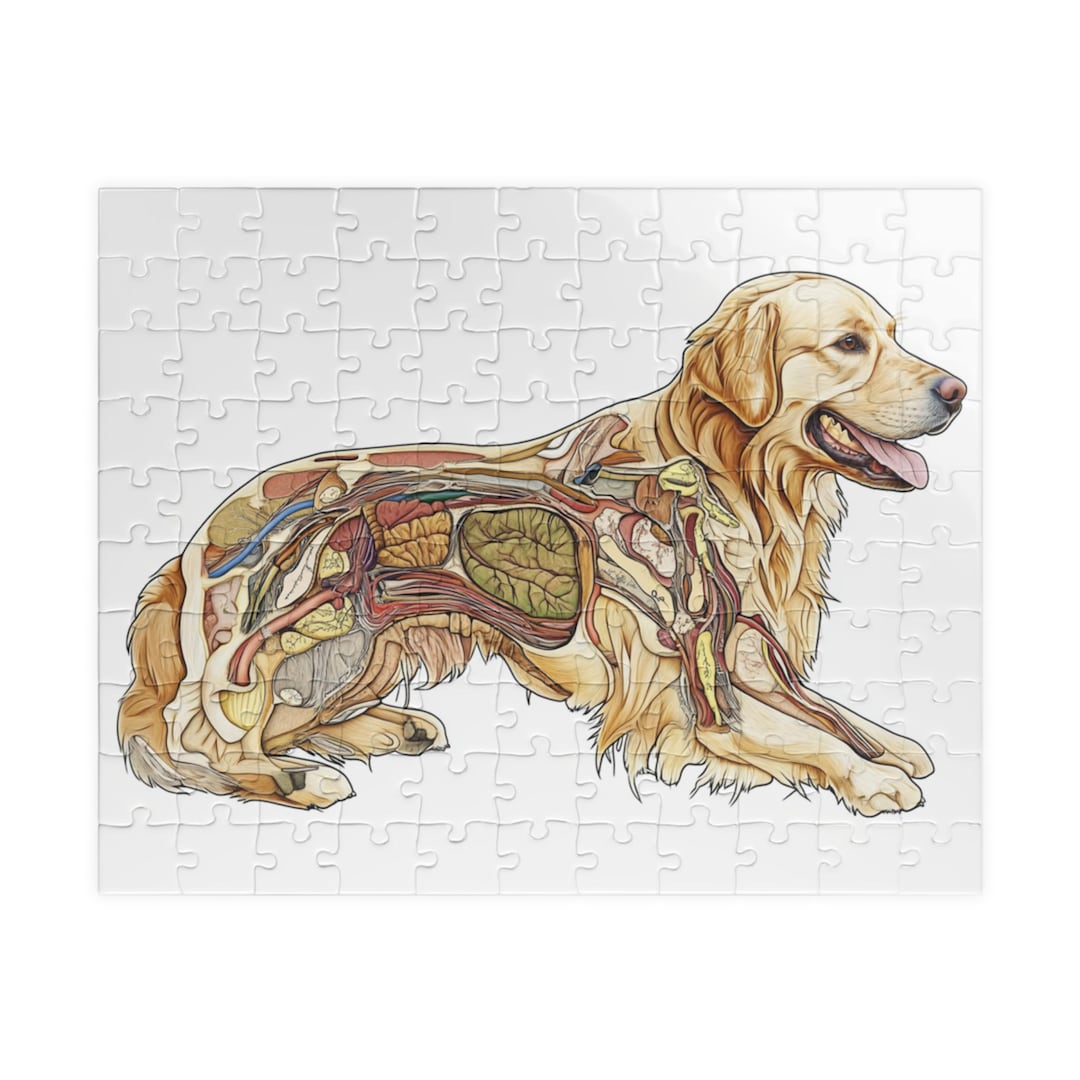 Golden Retriever Anatomy Puzzle (110, 252, 520, 1014-piece), Animal ...